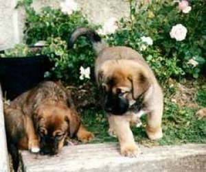 Stáj Brezová lúka - Voľné obrázky - Fotky psíkov